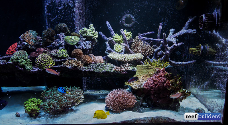 Sneak peek at the demonstration center that is the Unique Corals reef ...