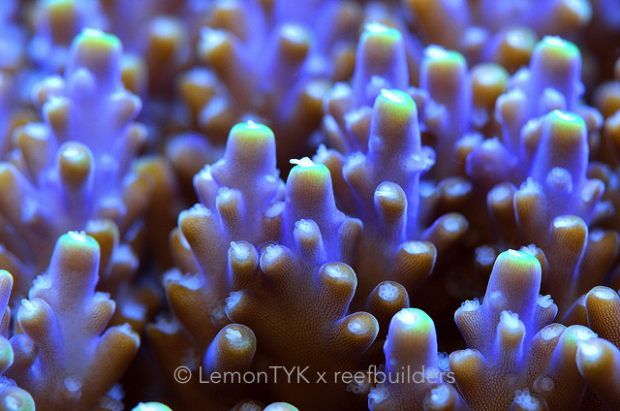 The coral civilization, an anthropomorphic empire | Reef Builders | The ...