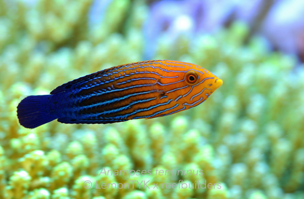 Awesome fish spotlight - the Feminine Wrasse | Reef Builders | The Reef ...