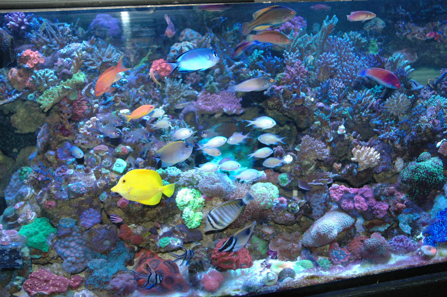 The Ecosystem Aquarium Method: What’s in the Miracle Mud? | Reef ...