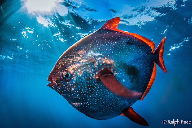 Warm blooded fish, the deepwater Opah rewrites the rules of fish ...