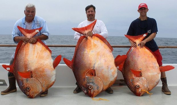 Warm blooded fish, the deepwater Opah rewrites the rules of fish ...