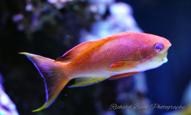 When life gives you lemons | Reef Builders | The Reef and Saltwater ...
