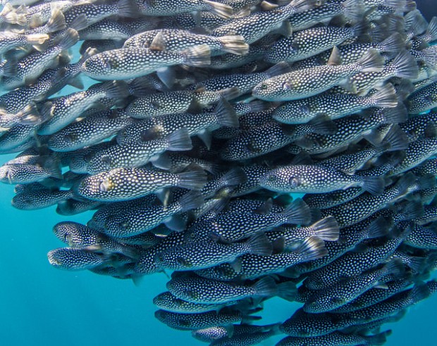 Rare species of Arothron pufferfishes | Reef Builders | The Reef and ...