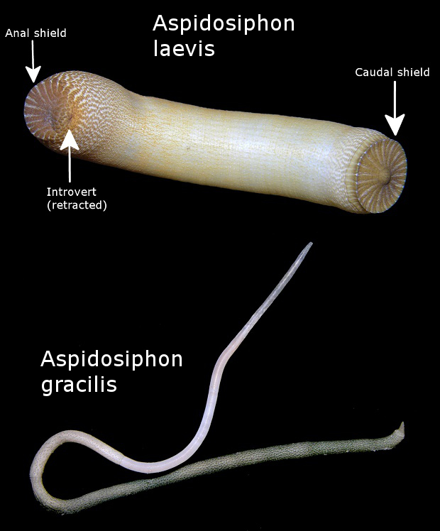 Peanut Worms in the Reef Aquarium | Reef Builders | The Reef and ...