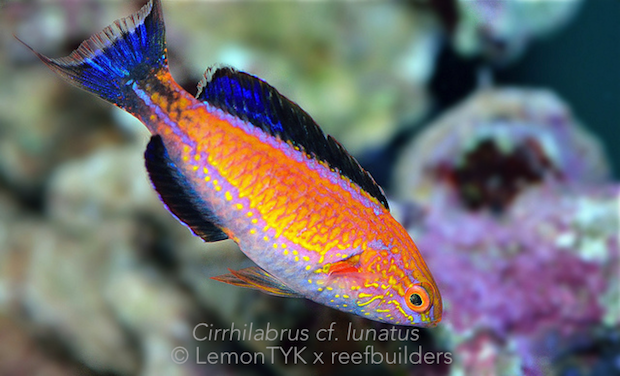 1.2 Fairy Wrasses: The lunatus group | Reef Builders | The Reef and ...