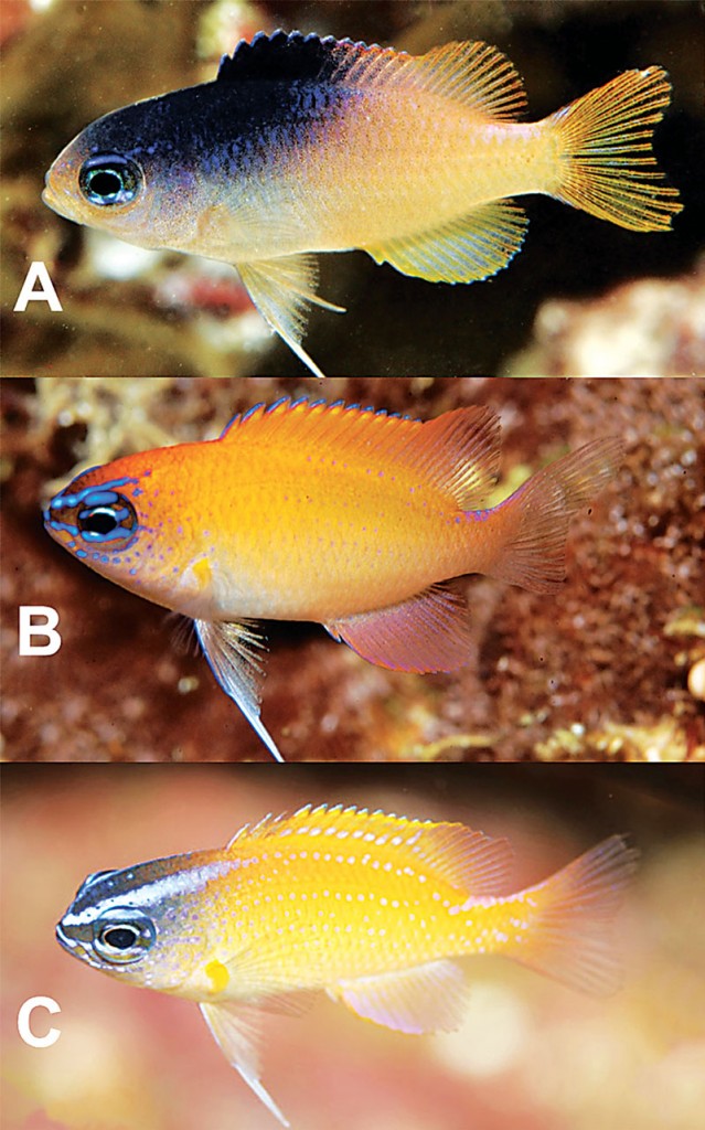 Chrysiptera caesifrons, a new damselfish from the Western Pacific ...