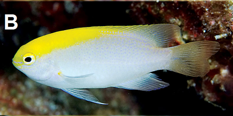 Chrysiptera caesifrons, a new damselfish from the Western Pacific ...
