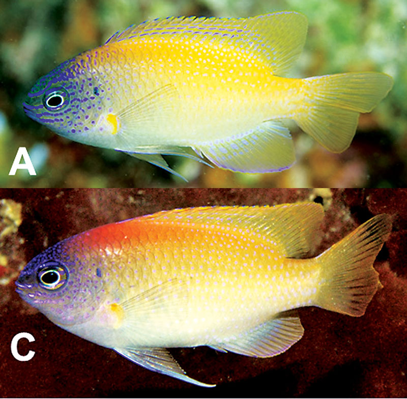 Chrysiptera caesifrons, a new damselfish from the Western Pacific ...