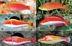Cirrhilabrus marinda, a cryptic new species of fairy wrasse similar to ...