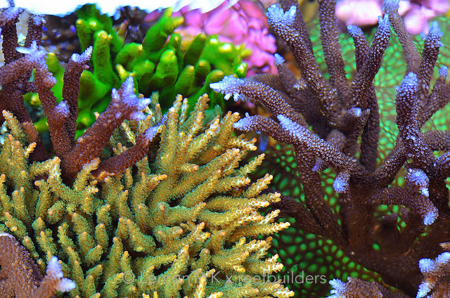 The coral civilization, an anthropomorphic empire | Reef Builders | The ...