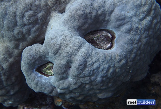 Heart Cockle: living Giant clam ancestor observed in the wild | Reef ...