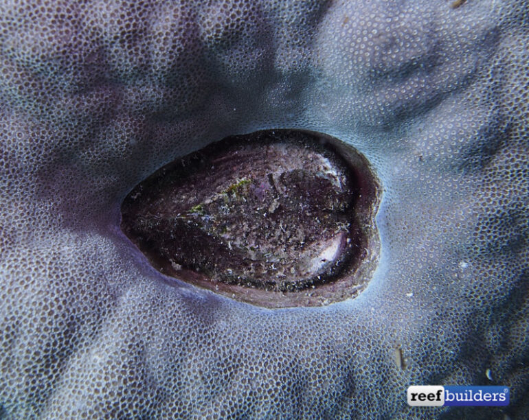 Heart Cockle: living Giant clam ancestor observed in the wild | Reef ...