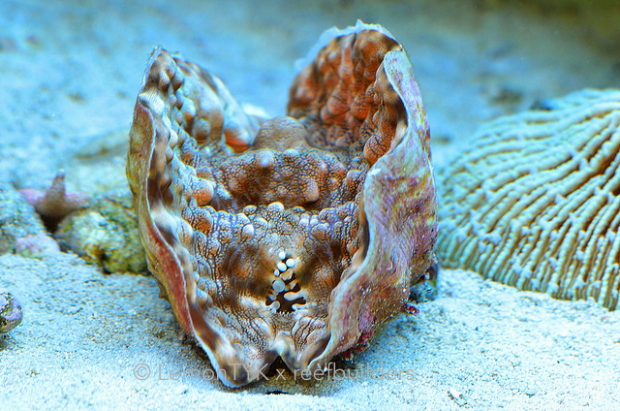 Happy as a (devil) clam | Reef Builders | The Reef and Saltwater ...