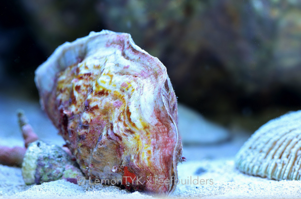 Happy as a (devil) clam | Reef Builders | The Reef and Saltwater ...