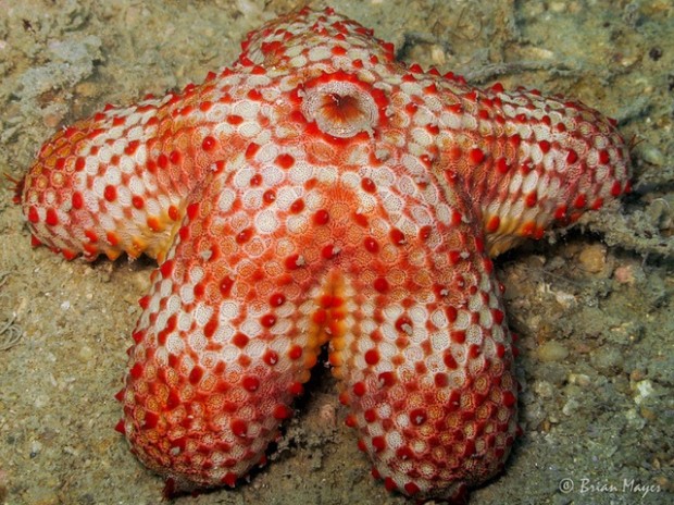 The rarely seen Striking Sea Star | Reef Builders | The Reef and ...