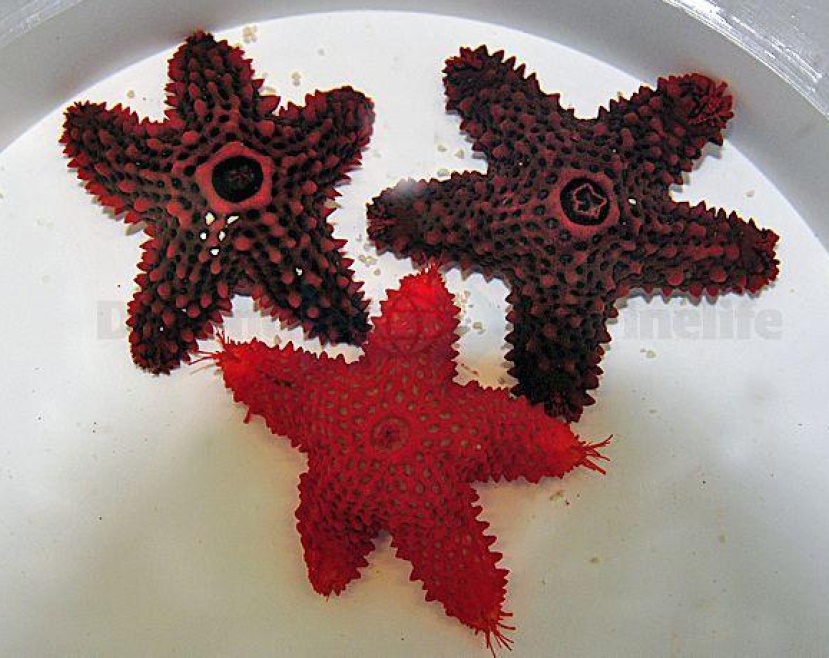 The rarely seen Striking Sea Star | Reef Builders | The Reef and ...