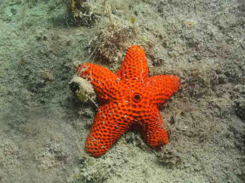 The rarely seen Striking Sea Star | Reef Builders | The Reef and ...