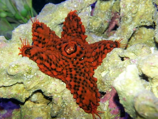 The rarely seen Striking Sea Star | Reef Builders | The Reef and ...