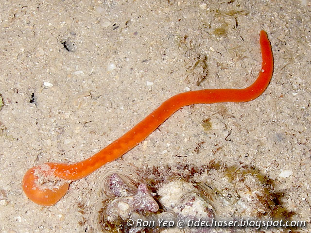 The Gorgon Worm: Gorgonorhynchus | Reef Builders | The Reef and ...