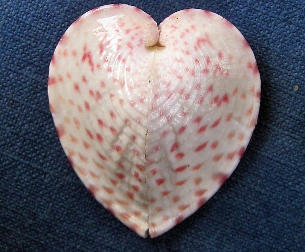 Heart Cockle: living Giant clam ancestor observed in the wild | Reef ...