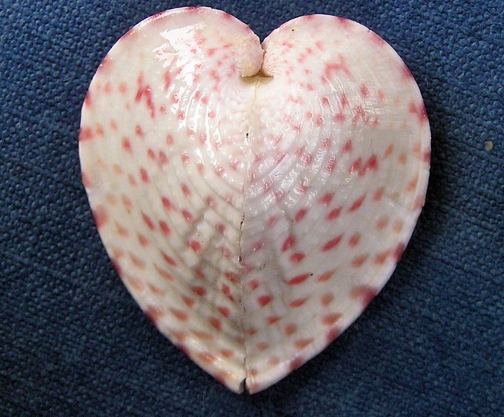 Heart Cockle: living Giant clam ancestor observed in the wild | Reef ...