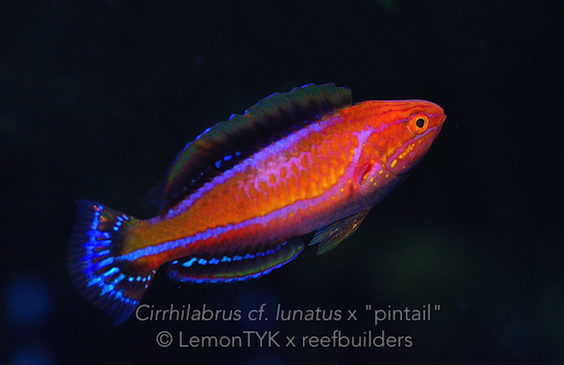 1.2 Fairy Wrasses: The lunatus group | Reef Builders | The Reef and ...