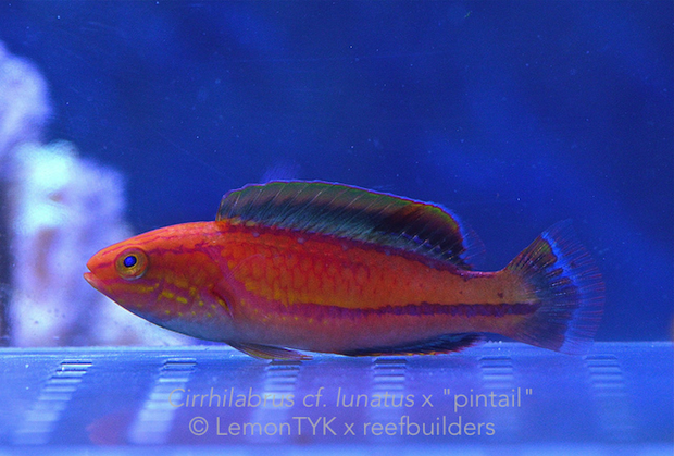 1.2 Fairy Wrasses: The lunatus group | Reef Builders | The Reef and ...