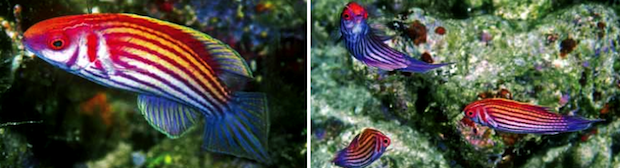 1.3 Fairy Wrasses: The lanceolatus group | Reef Builders | The Reef and ...