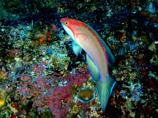 1.3 Fairy Wrasses: The lanceolatus group | Reef Builders | The Reef and ...