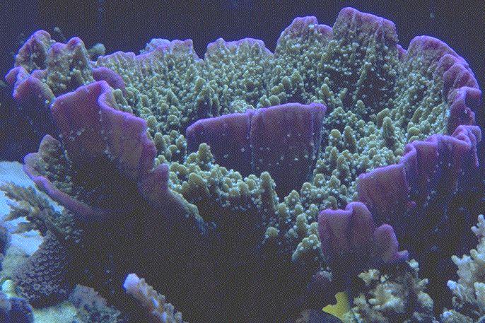 The Ecosystem Aquarium Method: What’s in the Miracle Mud? | Reef ...