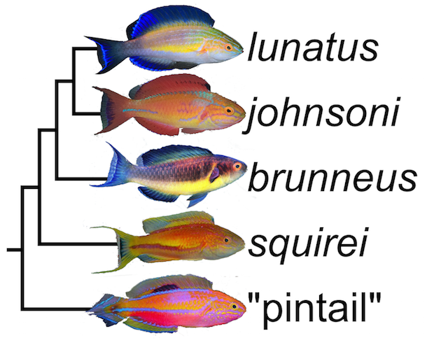 1.2 Fairy Wrasses: The lunatus group | Reef Builders | The Reef and ...