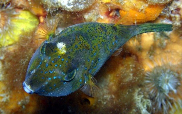 Omegophora pufferfish appears in Japan | Reef Builders | The Reef and ...