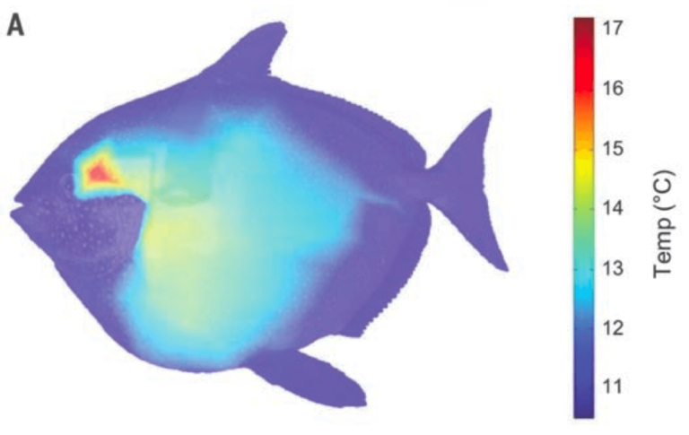 Warm blooded fish, the deepwater Opah rewrites the rules of fish ...
