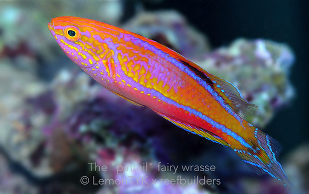 1.2 Fairy Wrasses: The lunatus group | Reef Builders | The Reef and ...