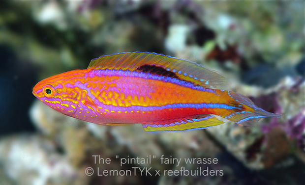 1.2 Fairy Wrasses: The lunatus group | Reef Builders | The Reef and ...