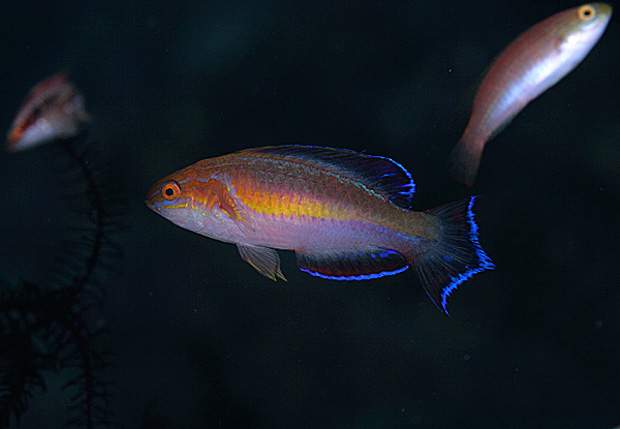 1.2 Fairy Wrasses: The lunatus group | Reef Builders | The Reef and ...