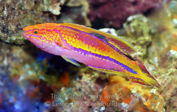 1.2 Fairy Wrasses: The lunatus group | Reef Builders | The Reef and ...