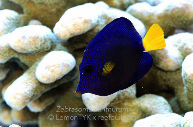 ‘Tank Raised’ Purple Tangs Coming Soon From Sri Lanka | Reef Builders ...