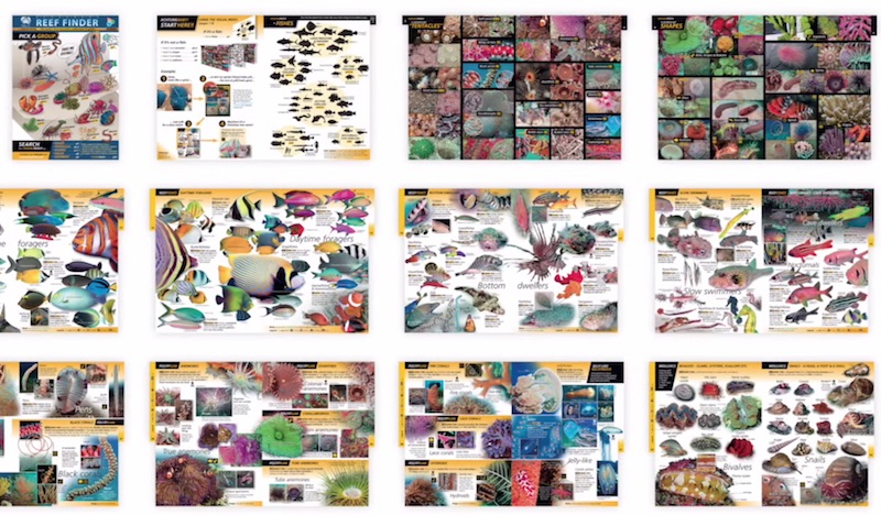 BYO Guides releases new Reef Finder underwater identification tool ...