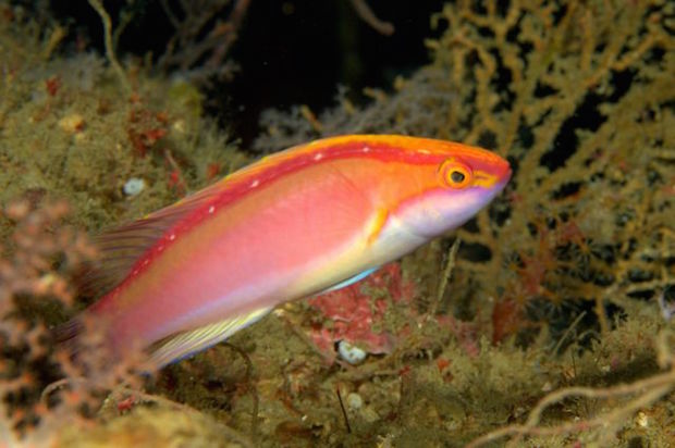 1.3 Fairy Wrasses: The lanceolatus group | Reef Builders | The Reef and ...