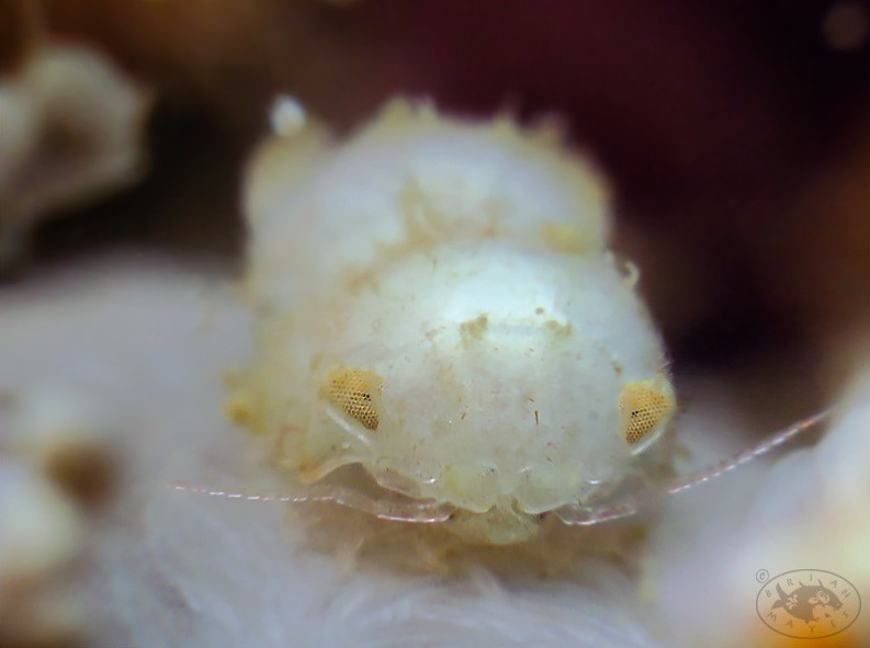 Xynosphaera: the Parasitic Nephthea Shrimp | Reef Builders | The Reef ...