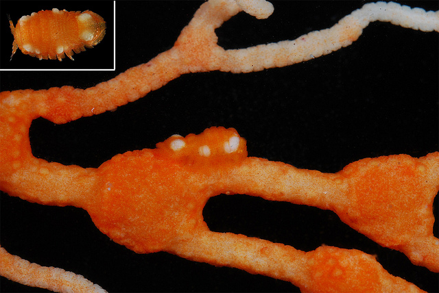 Xynosphaera: the Parasitic Nephthea Shrimp | Reef Builders | The Reef ...