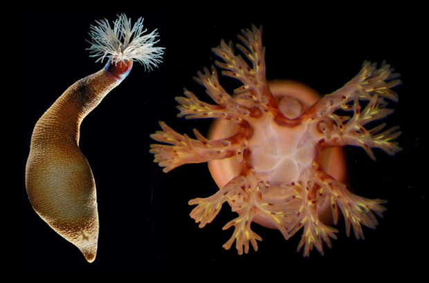 Peanut Worms in the Reef Aquarium | Reef Builders | The Reef and ...