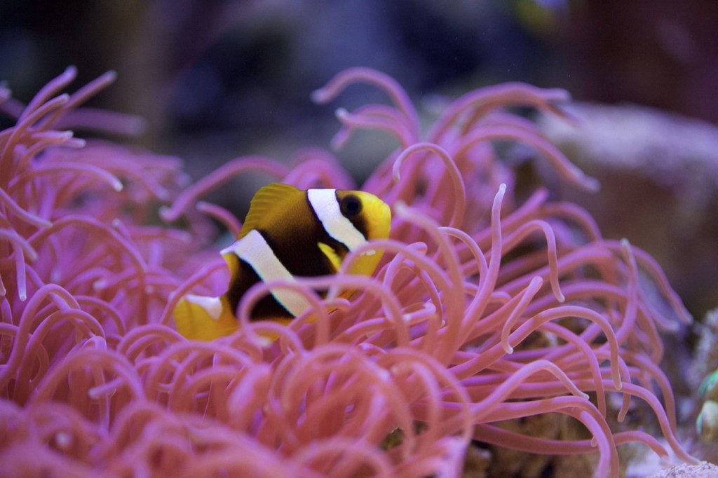 Rare Madagascar Clownfish Offered via eBay | Reef Builders | The Reef ...