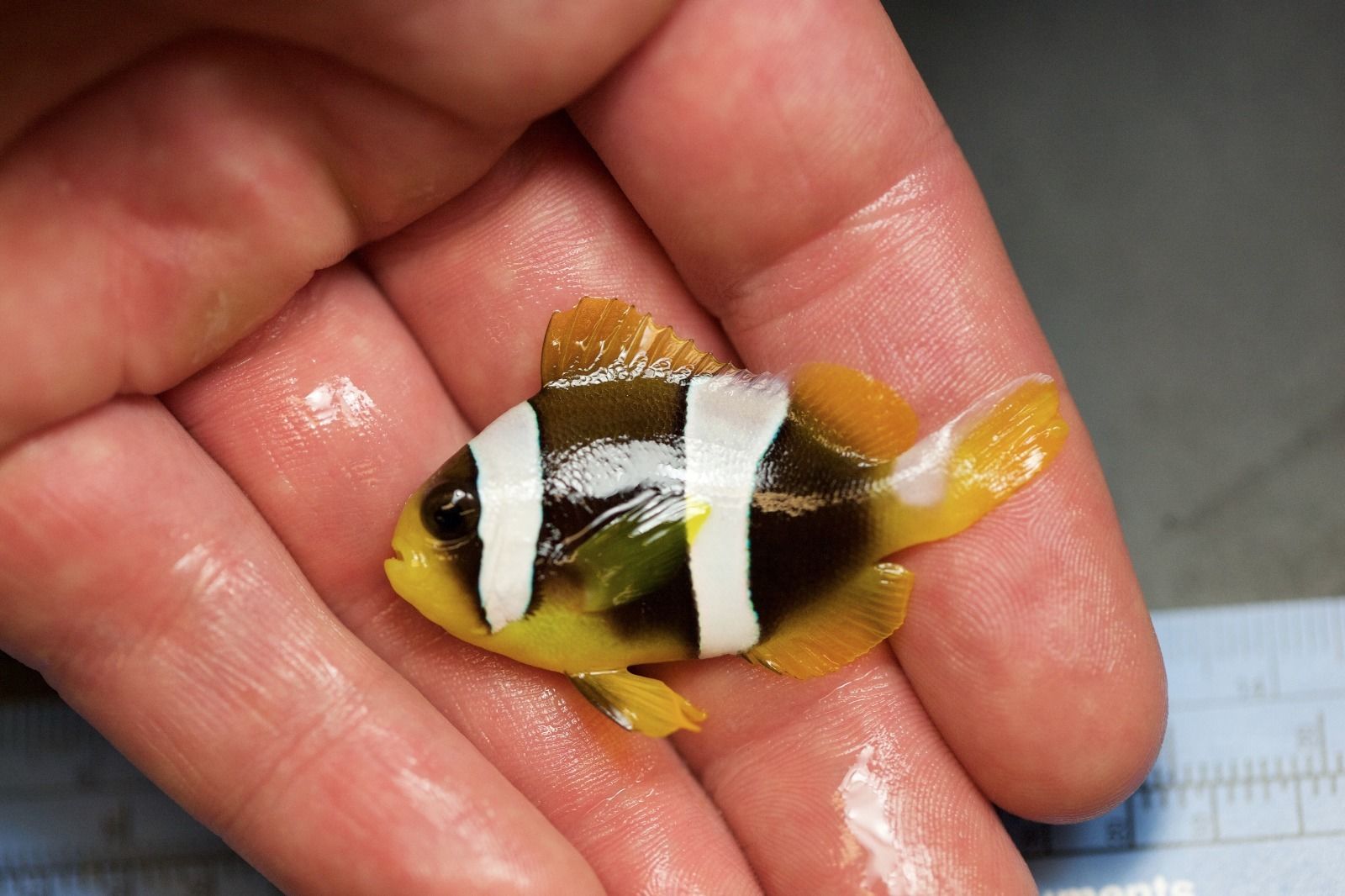 Rare Madagascar Clownfish Offered via eBay | Reef Builders | The Reef ...