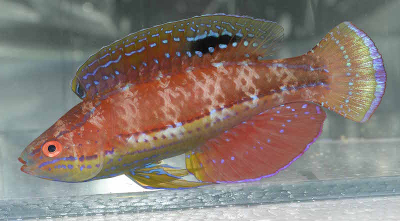 Is Japan really home to any endemic Fairy Wrasses? Cirrhilabrus katoi ...