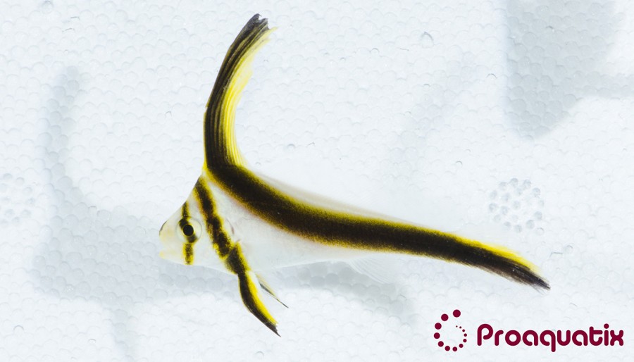 Proaquatix’s new captive-bred Jackknife Fish: Why you need them! | Reef ...