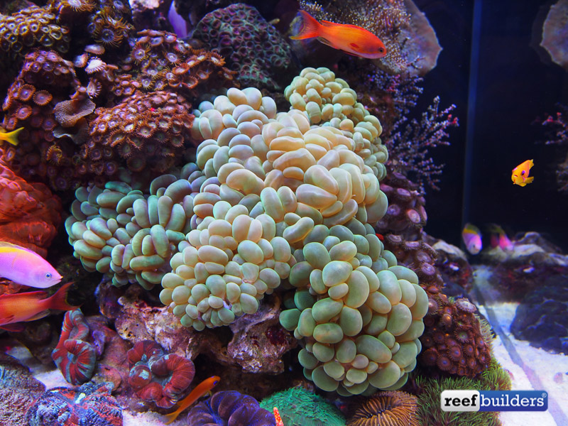 The beautiful entries of this year’s Aquarama reef aquascaping competition | Reef Builders | The ...