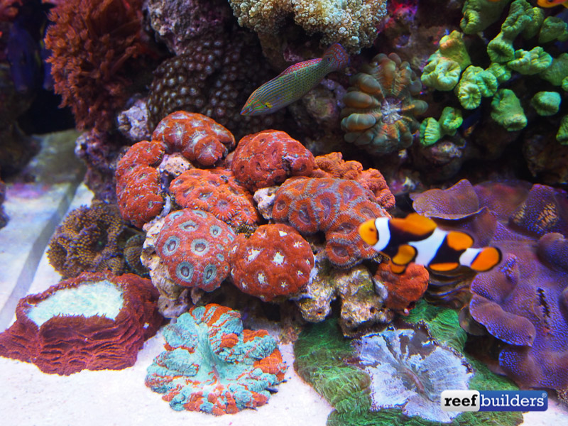 The beautiful entries of this year’s Aquarama reef aquascaping competition | Reef Builders | The ...
